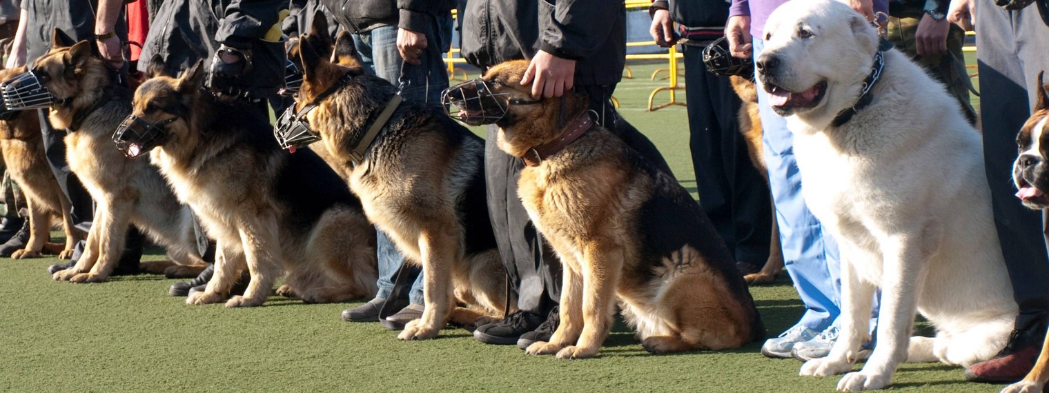 Дрессировка собак в Омске - ОЦССС