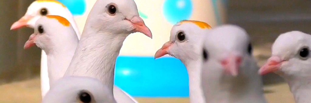 Миячка Плей💞