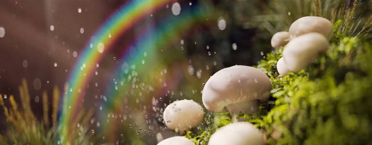 Грибная Радуга