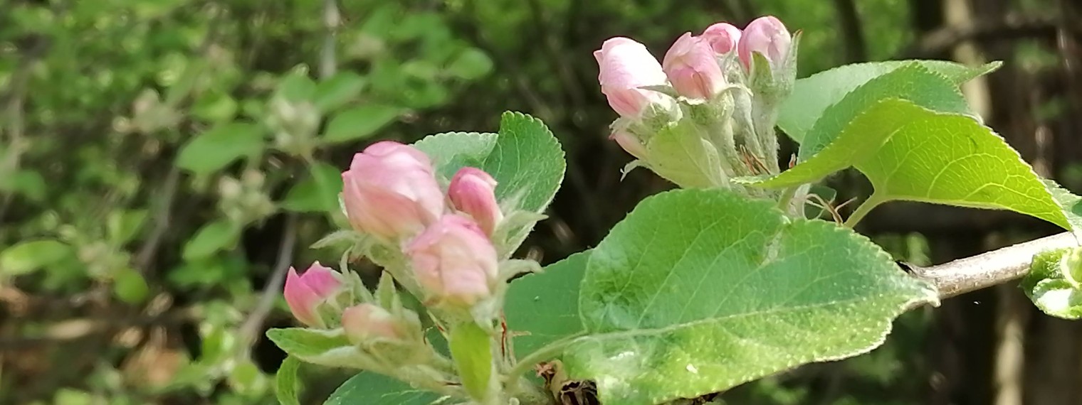 Светлана Милакова. Психологическая биодинамика