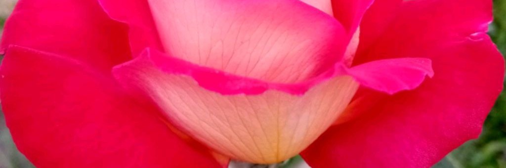 Розовые Грёзы Цветы