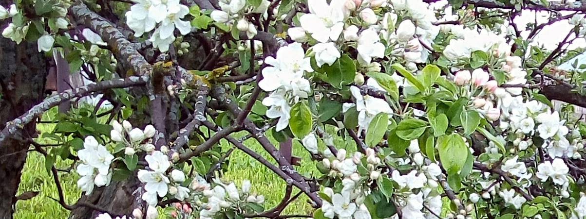 мама Наташа