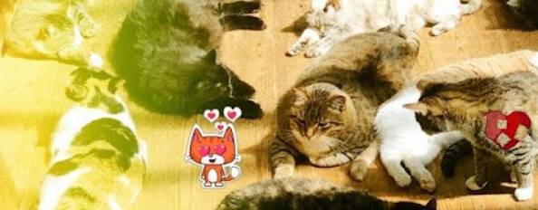 Приют для котиков "Маленькие друзья"