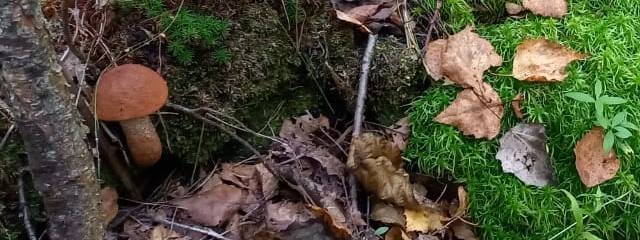 СтейсиВатник