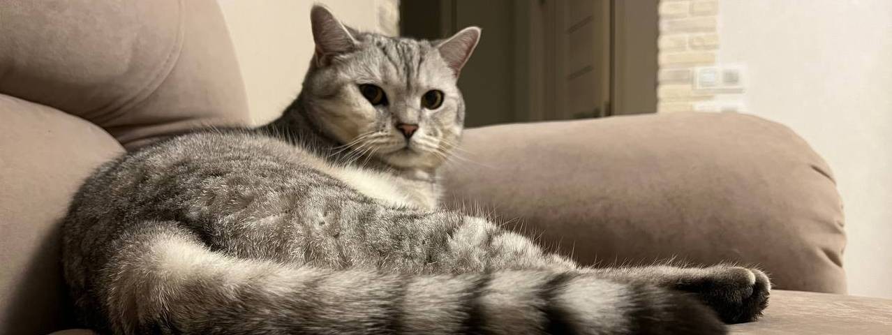 Полосатая Life