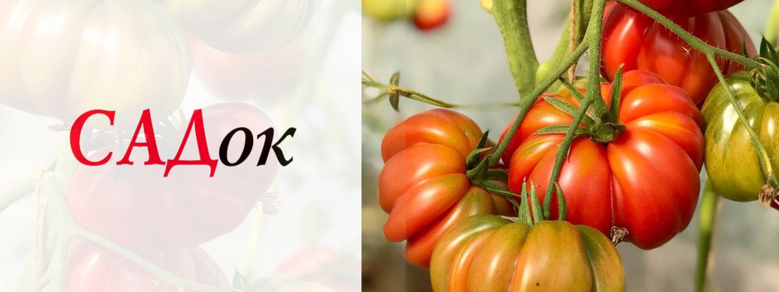 САДок