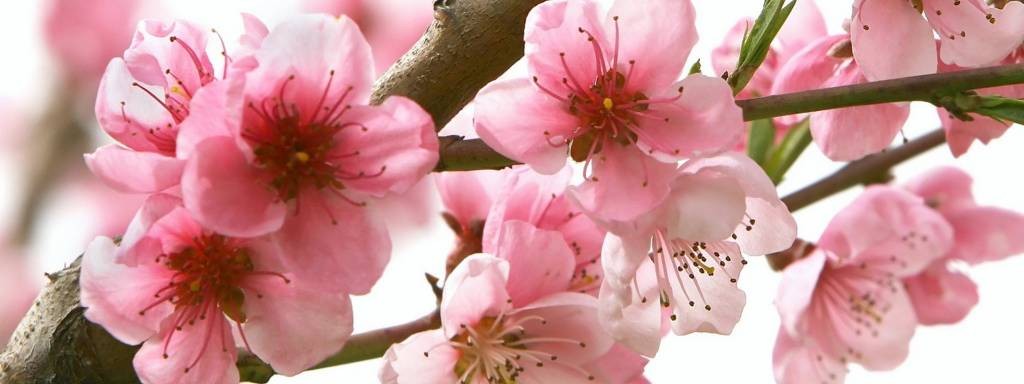 николай ласковец