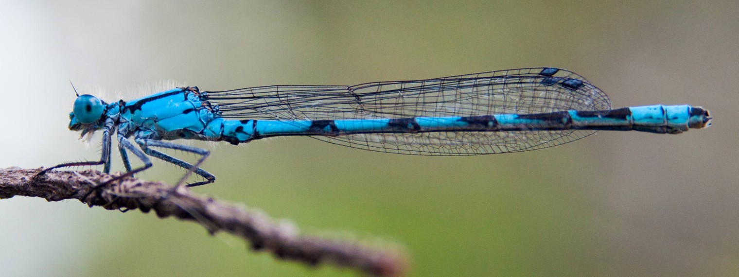 Алексей Сивухин