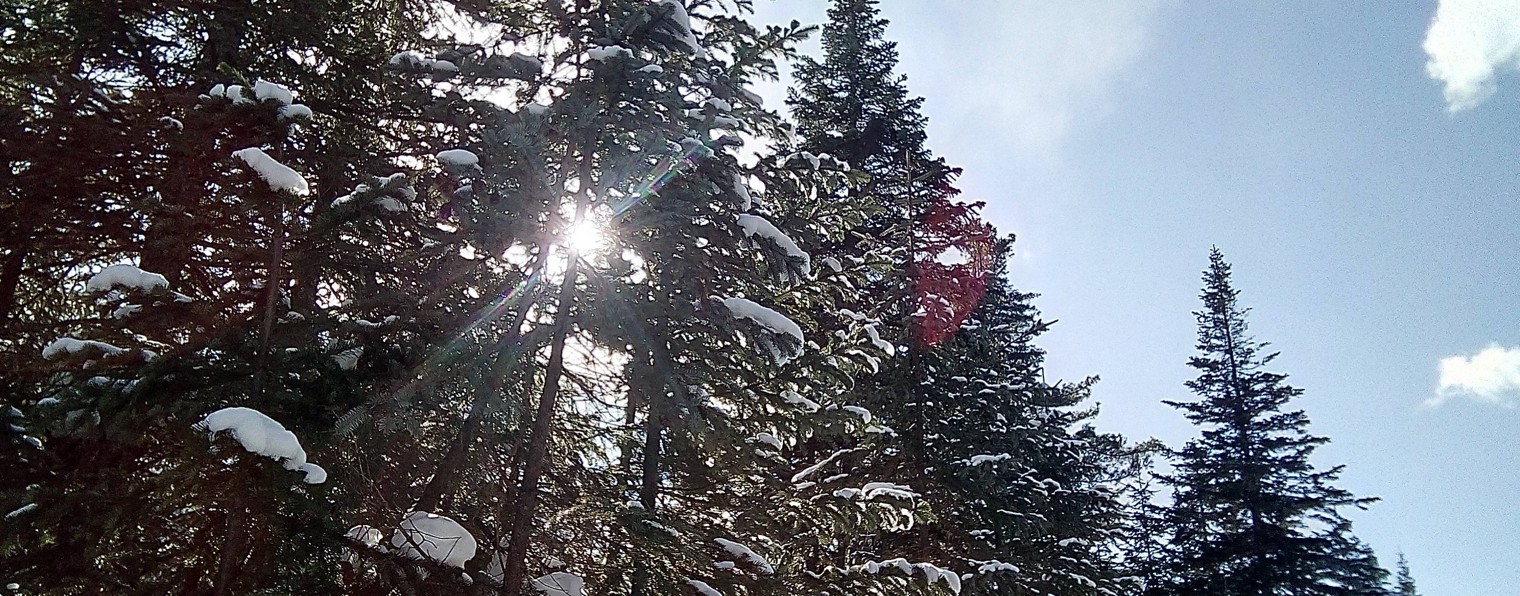 Солнечная тайга