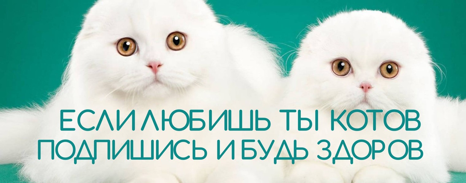 Коты, кошки и котята