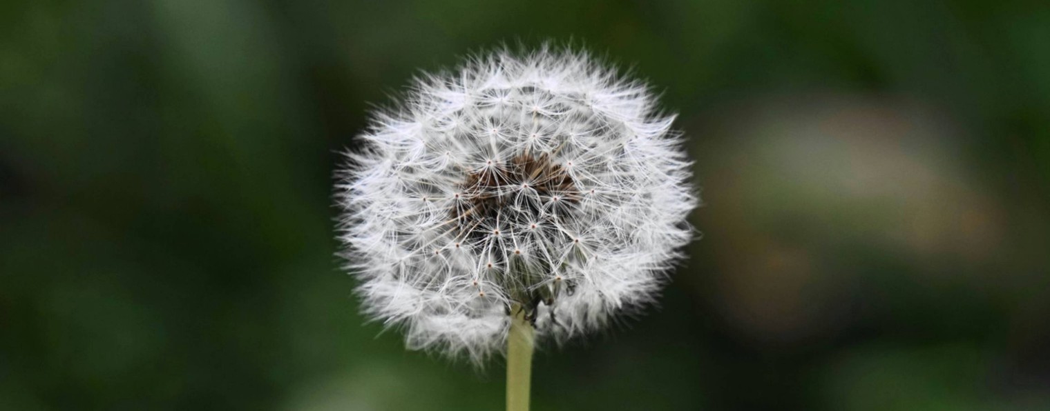 Сосновый бор г. Ярославль