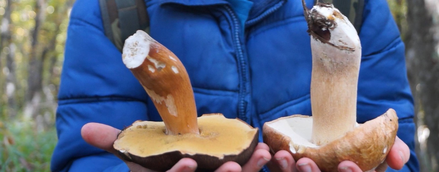 Павел Волков