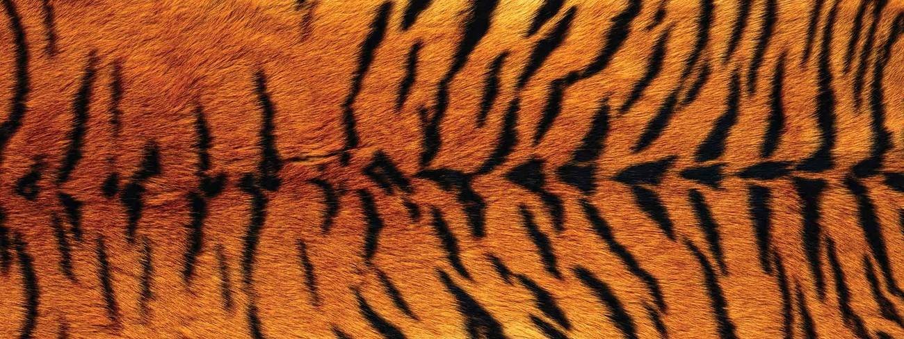 Домашний ТИГР