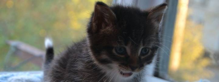 Агафонцев Илья