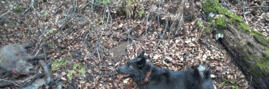 Охота. Дикий мир.