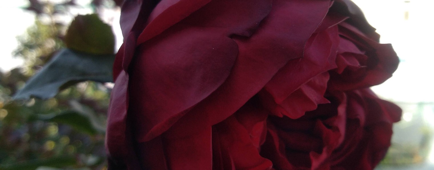 Цветочное хобби