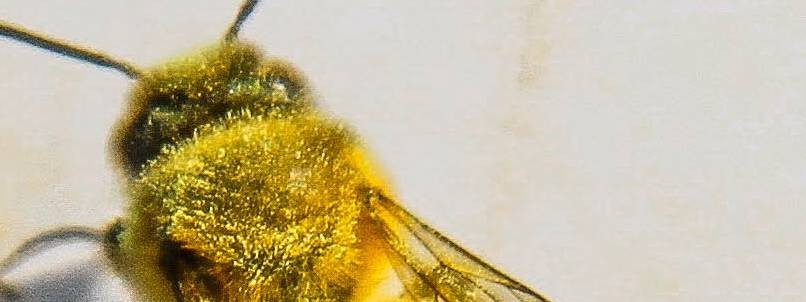 Пилипчук Алексей