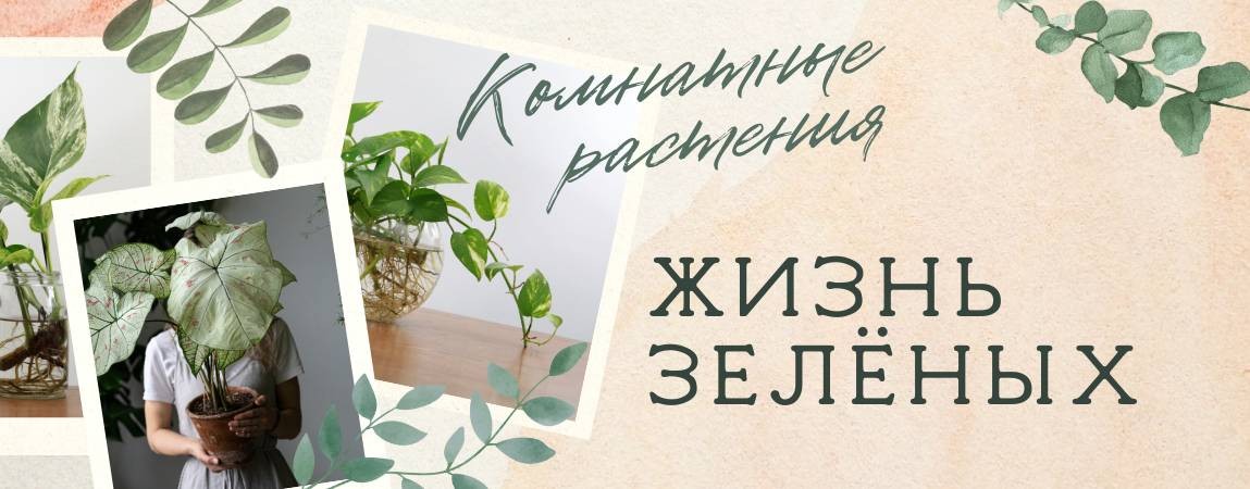 Жизнь зеленых - комнатные растения