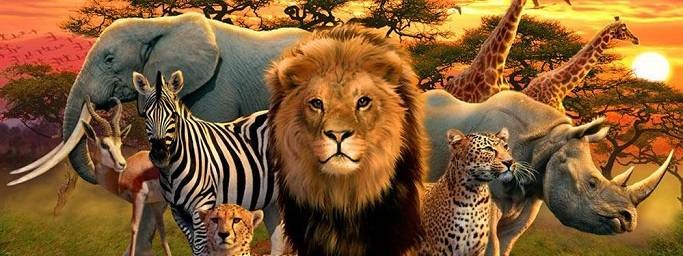 Животный Мир