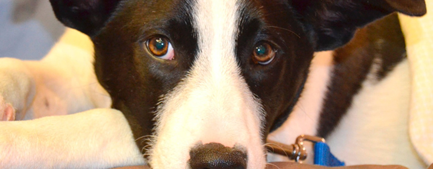 МЫ-ВОЛОНТЕРЫ.РФ, приют Щербинка ЮЗАО