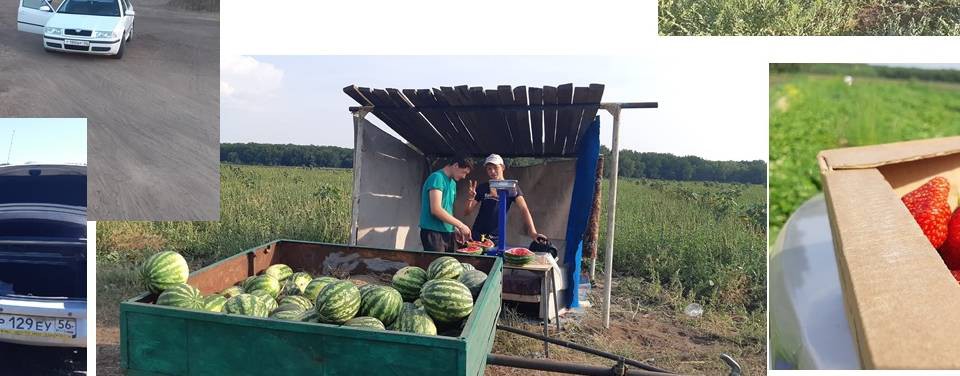 Ягодное поле в Алексеевке