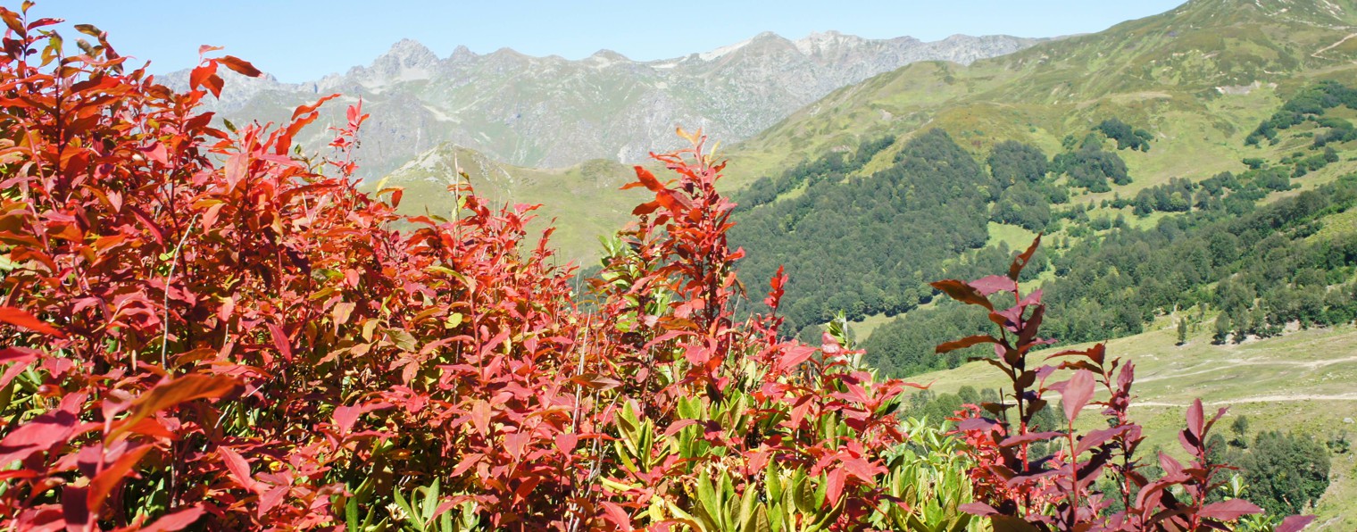 Анатолий Леонтьев