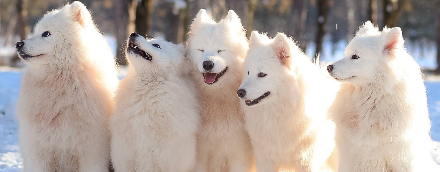 Ulybka_amazonki блог про собак и дрессировку