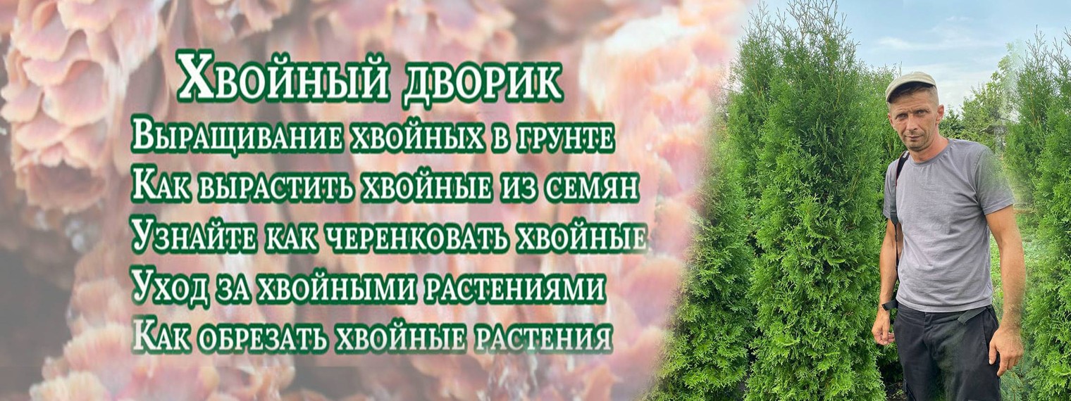 Хвойный дворик-Евгений Филимонов