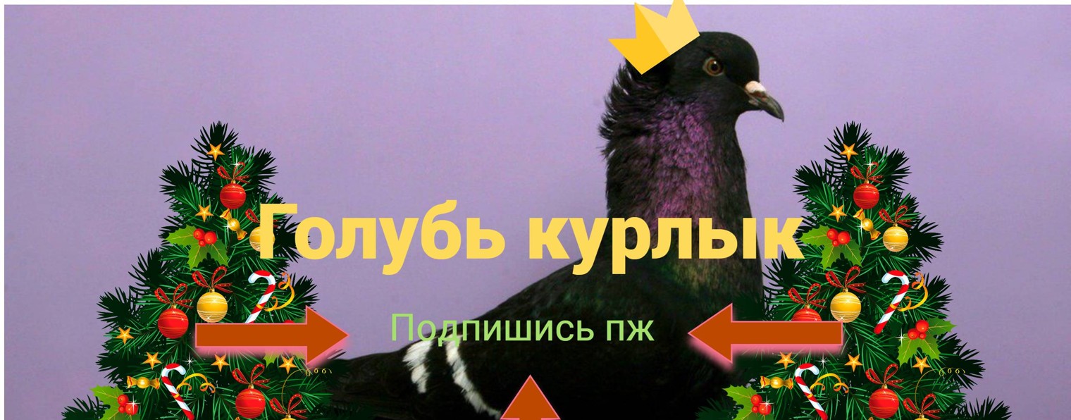 Голубь курлык