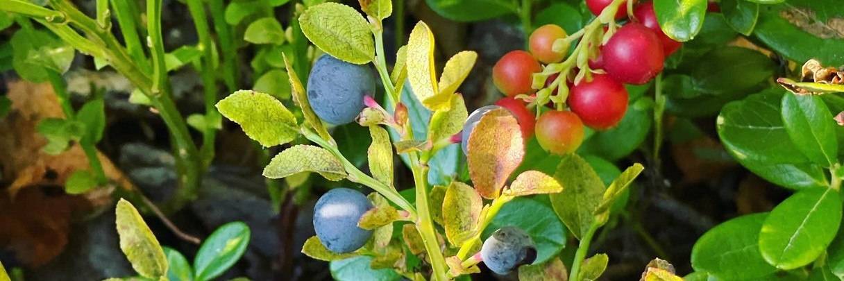 Мария Яхновец