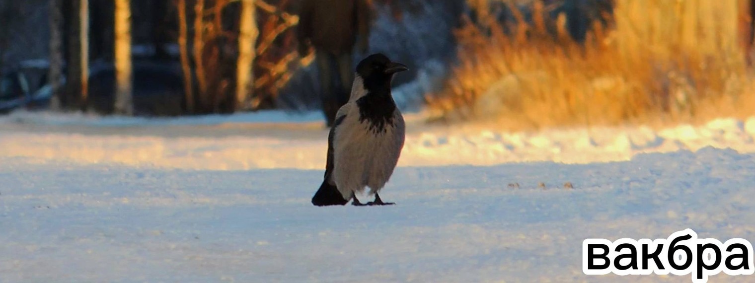 Вакбра. Природа Севера