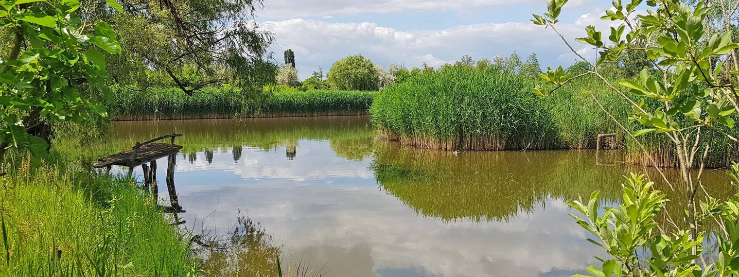 Просто обо всём. Коты, собаки, интересно