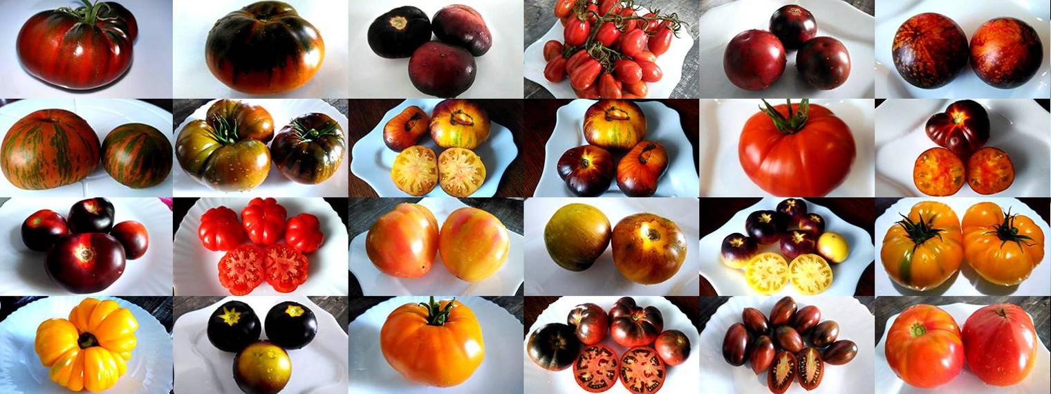 САДЕЛЕНЫ.РФ