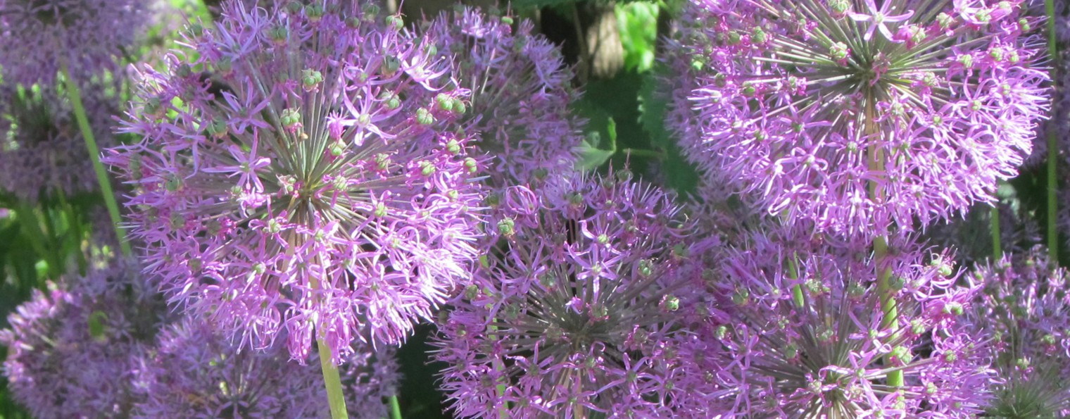 Кот Татоша и  Морозко попугай