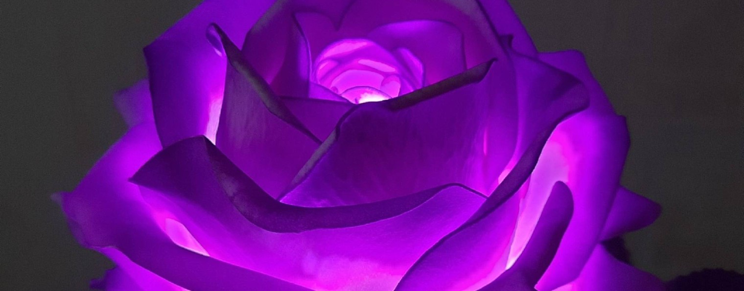 КОРОЛЕВСТВО ЦВЕТОВ