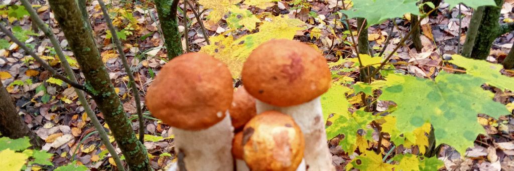 Природа Мордовии