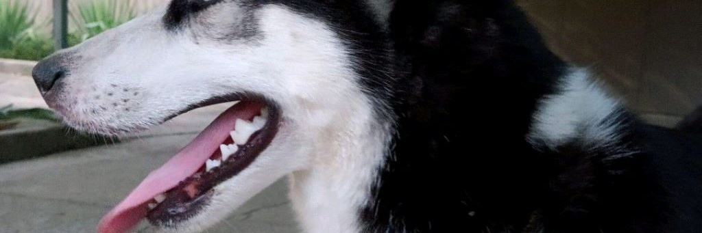 =) Хаски Веган=)