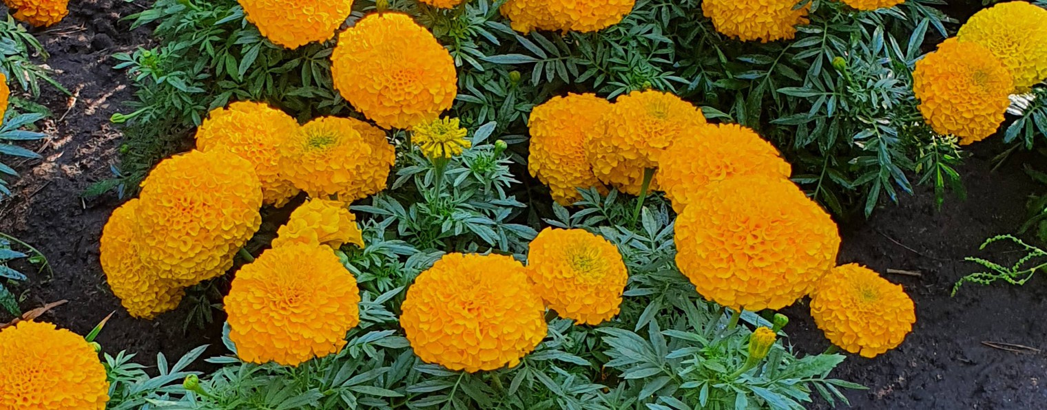 Любимый сезон