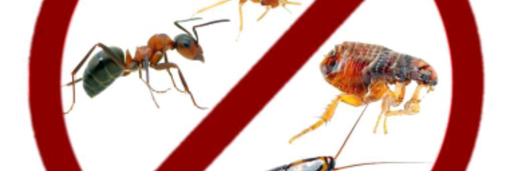 Тараканы и клопы