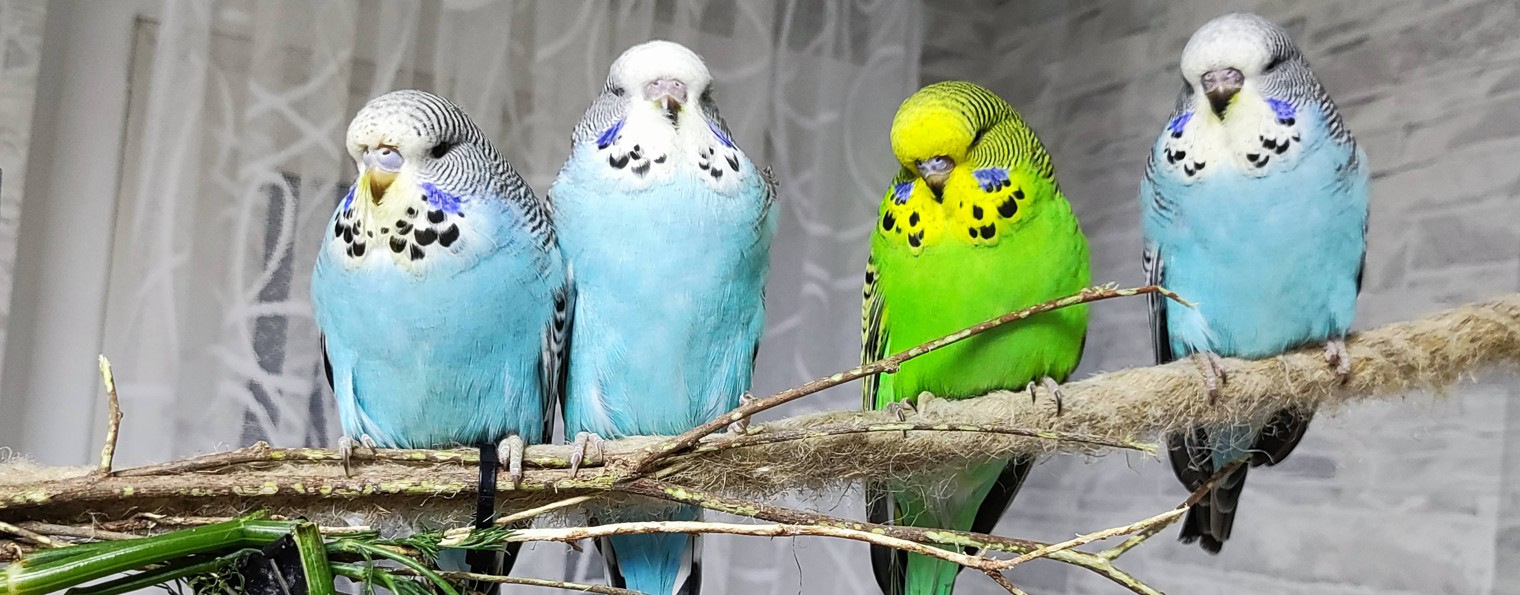 Екатерина Стрижева