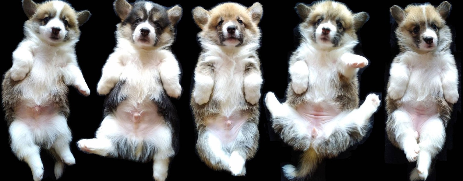 CLAN IRONHORN: мир вельш корги 🐕