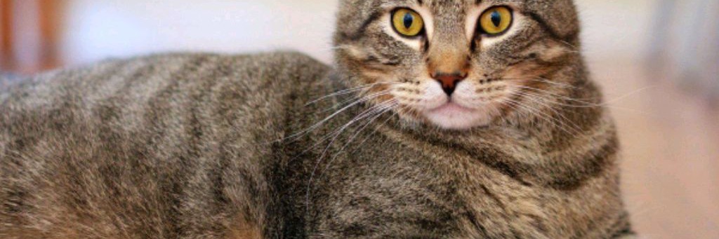 Барсик и Феликс