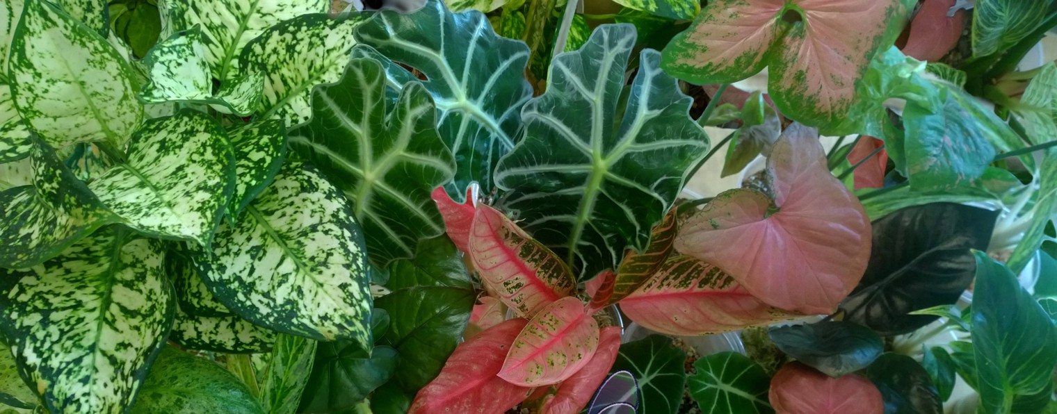 Жизнь с цветами