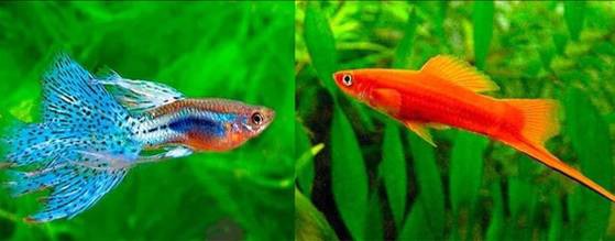 Аквариум у Саныча