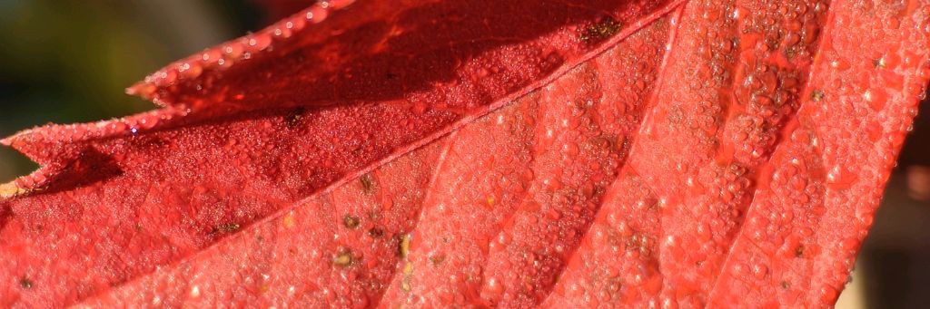 Сергей Еремеев