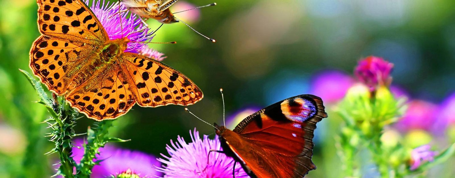 От печали до радости