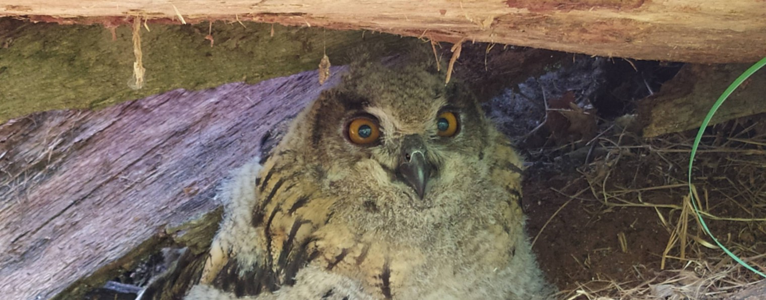 Константин Рыжевич