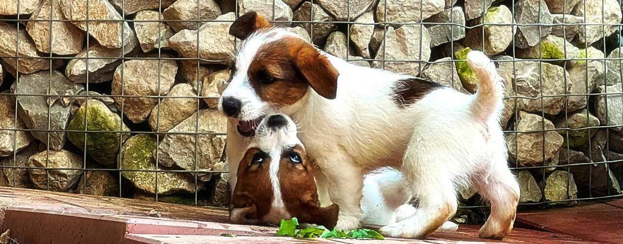 Питомник БЛЕСК РУСИ