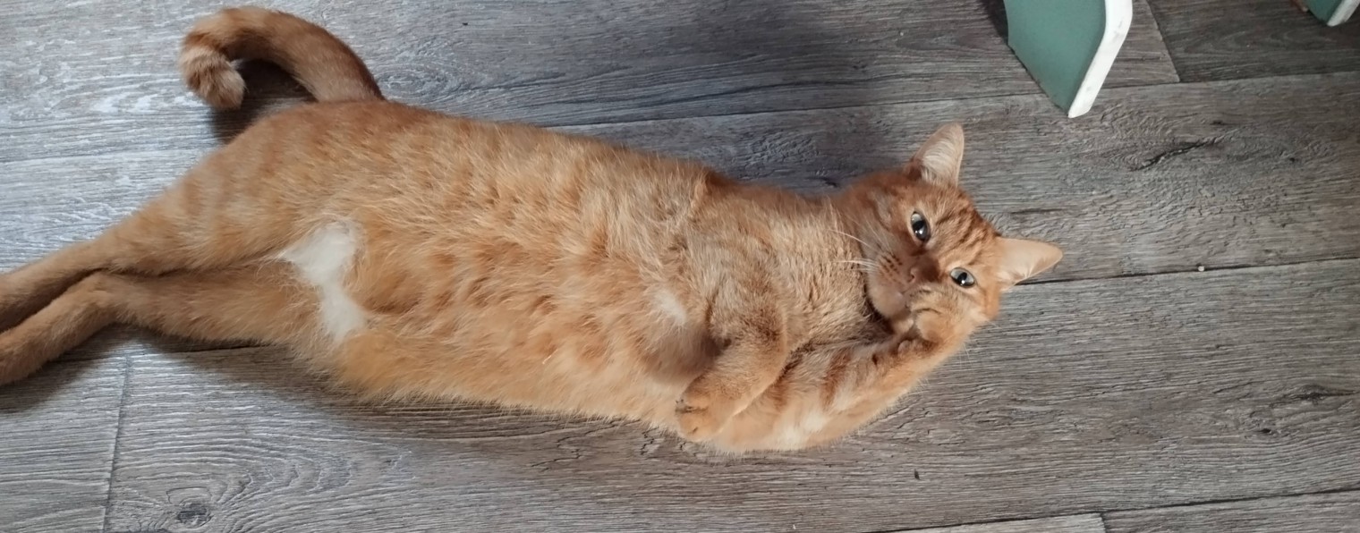 Три кота и маленькая кошечка