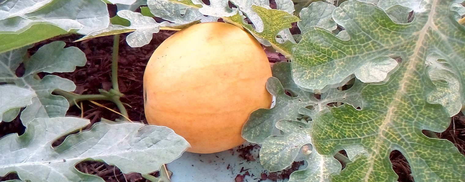 владимир   кутюков